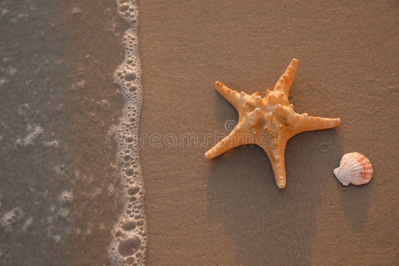 Beautiful Sea Star and Shell on Sand, Top View Stock Image - Image of ...