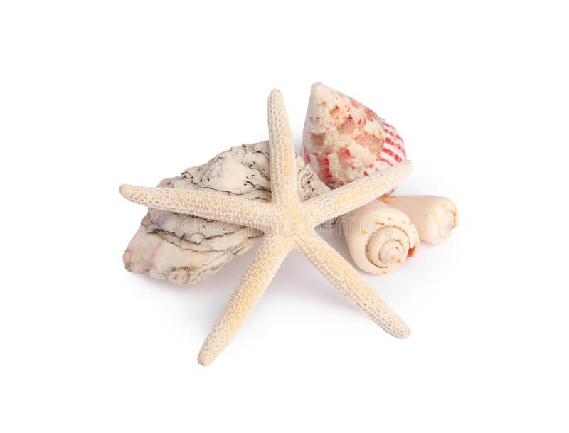 Beautiful Sea Star and Shells Isolated on White Stock Photo - Image of ...
