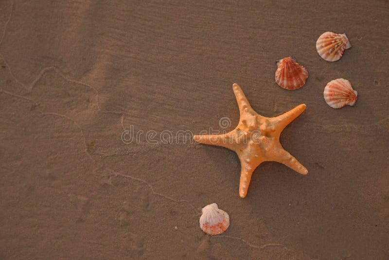 Beautiful Sea Star and Shells on Sand, Top View Stock Photo - Image of ...