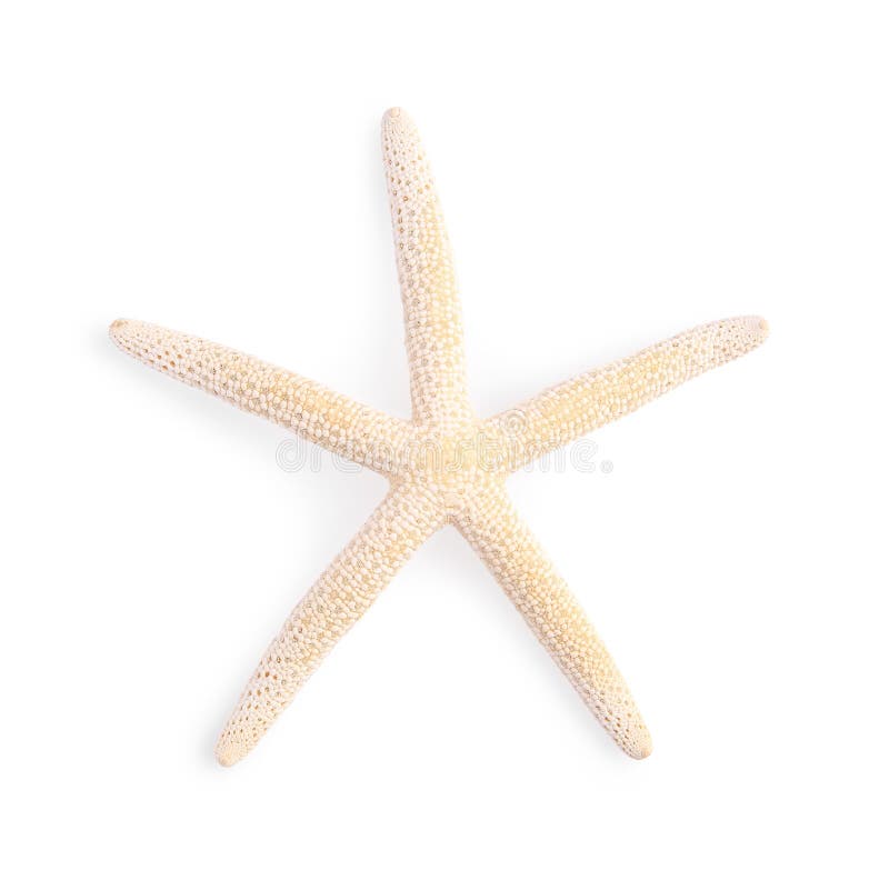 Beautiful Sea Star (starfish) Isolated on White Stock Photo - Image of ...