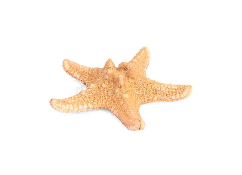 Beautiful Sea Star (starfish) Isolated on White Stock Image - Image of ...