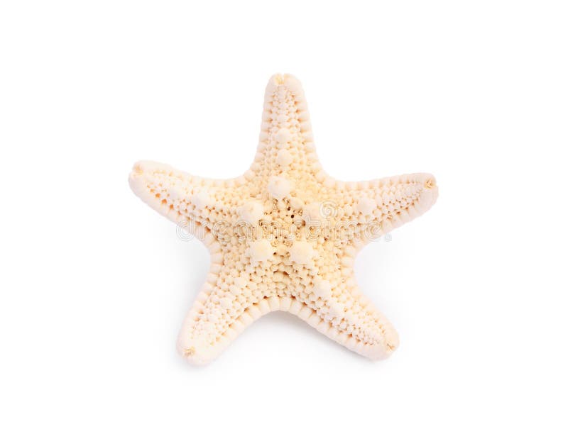 Beautiful Sea Star (starfish) Isolated on White Stock Photo - Image of ...