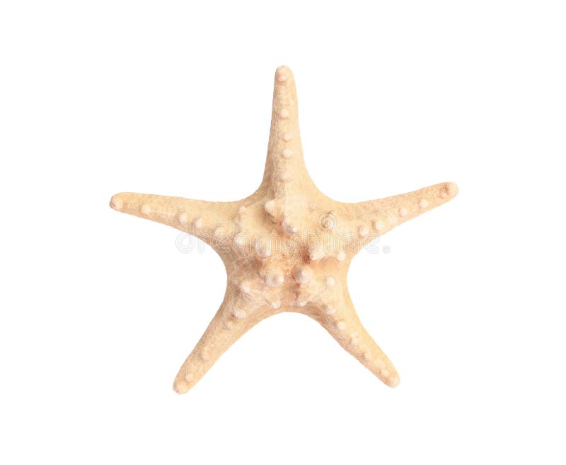 Beautiful Sea Star (starfish) Isolated on White Stock Photo - Image of ...