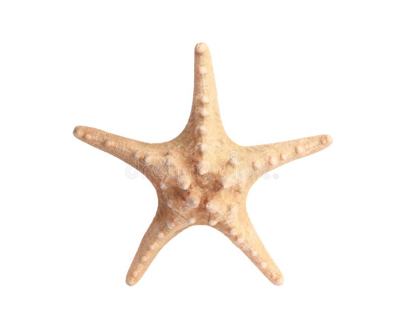 Beautiful Sea Star (starfish) Isolated on White Stock Photo - Image of ...