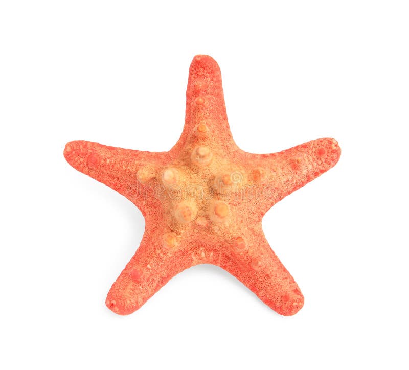 Beautiful Sea Star (starfish) Isolated on White Stock Photo - Image of ...