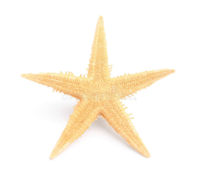 Beautiful Sea Star (starfish) Isolated on White Stock Photo - Image of ...