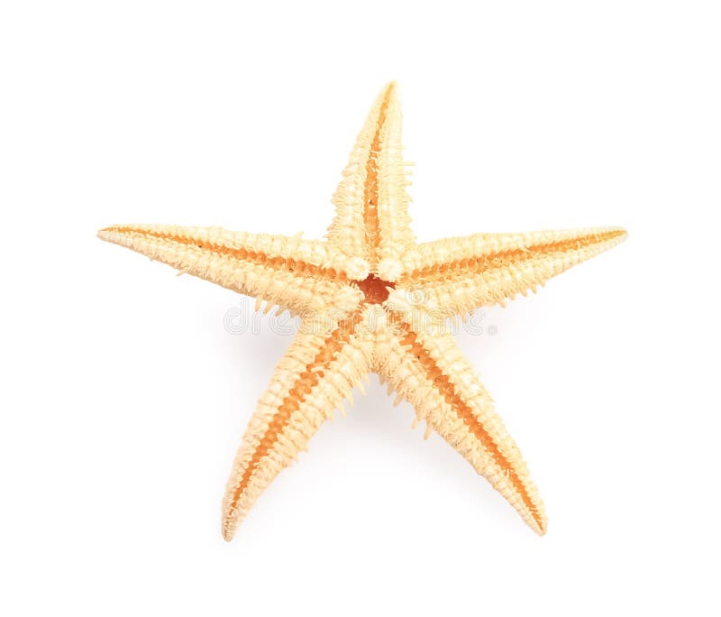 Beautiful Sea Star (starfish) Isolated on White Stock Image - Image of ...