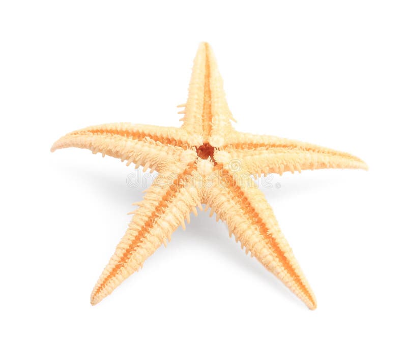 Beautiful Sea Star (starfish) Isolated on White Stock Image - Image of ...