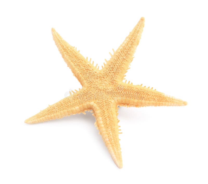 Beautiful Sea Star (starfish) Isolated on White Stock Image - Image of ...
