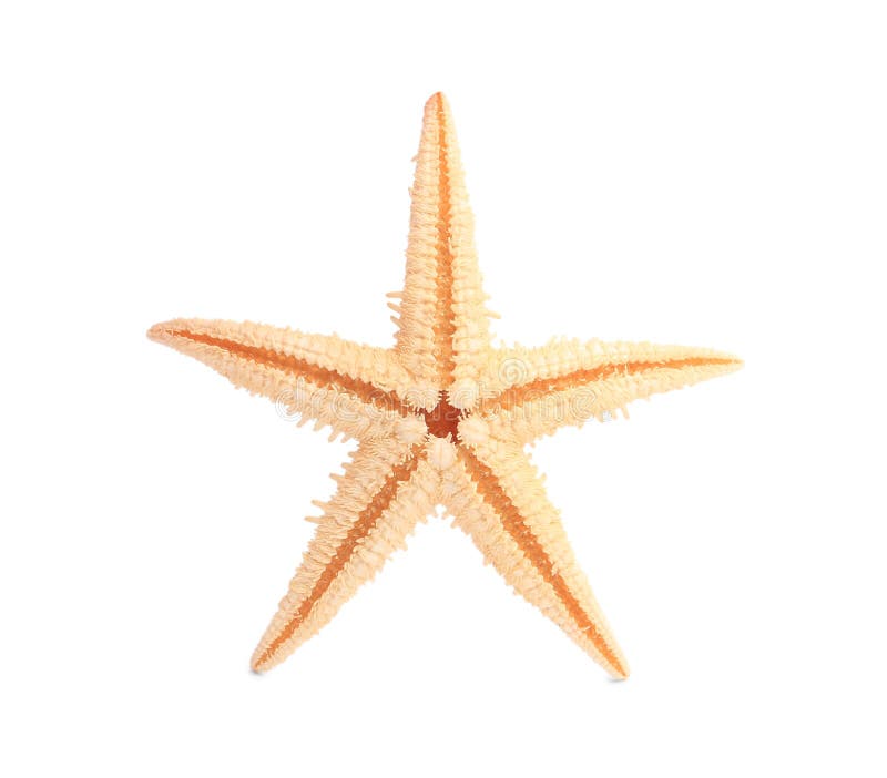 Beautiful Sea Star (starfish) Isolated on White Stock Photo - Image of ...