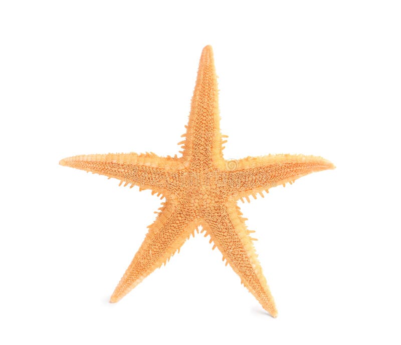 Beautiful Sea Star (starfish) Isolated on White Stock Photo - Image of ...