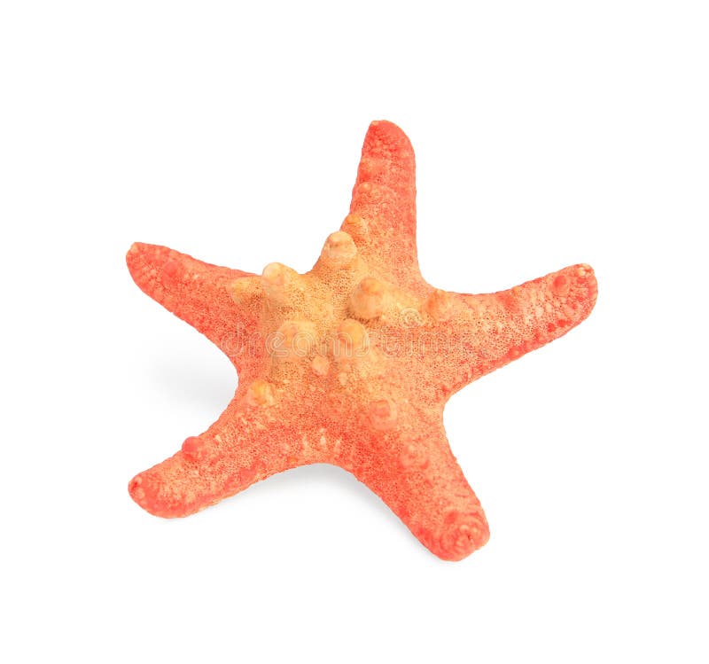 Beautiful Sea Star (starfish) Isolated on White Stock Image - Image of ...