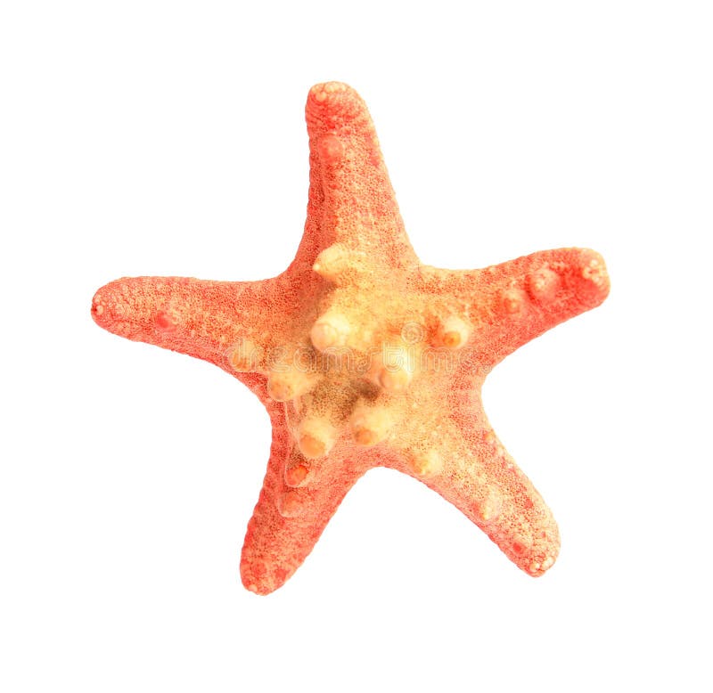 Beautiful Sea Star (starfish) Isolated on White Stock Image - Image of ...