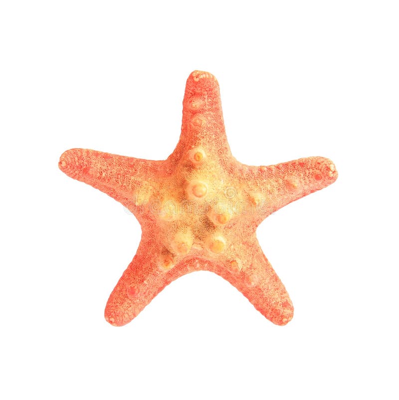Beautiful Sea Star (starfish) Isolated on White Stock Photo - Image of ...