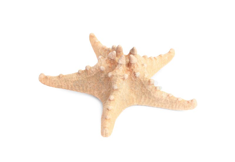 Beautiful Sea Star (starfish) Isolated on White Stock Photo - Image of ...
