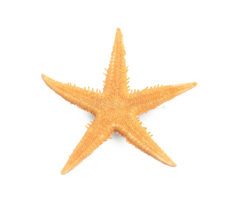 Beautiful Sea Star (starfish) Isolated on White, Top View Stock Image ...