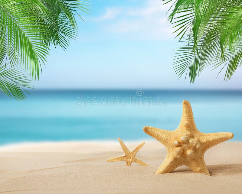 Beautiful Sea Stars on Sandy Beach. Space for Text Stock Photo - Image ...
