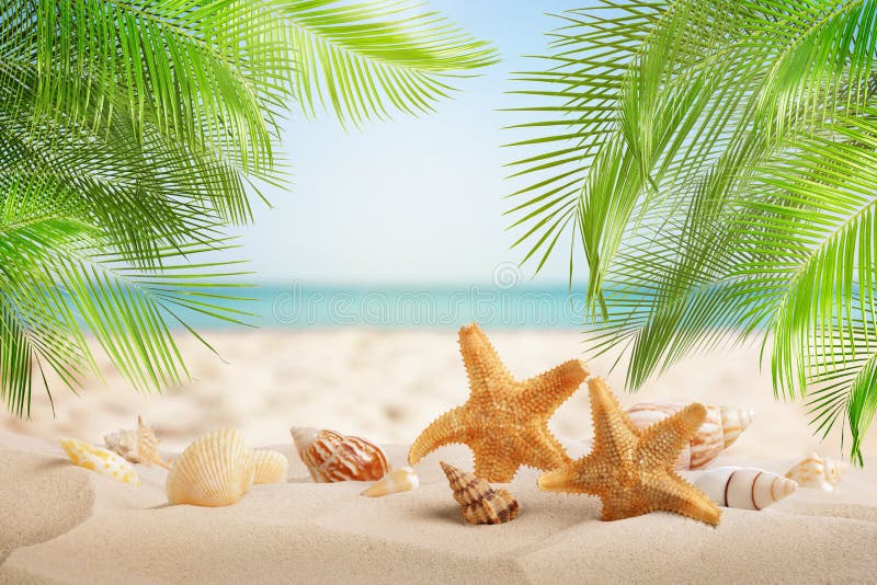 Beautiful Sea Stars and Seashells on Sandy Beach Stock Photo - Image of ...