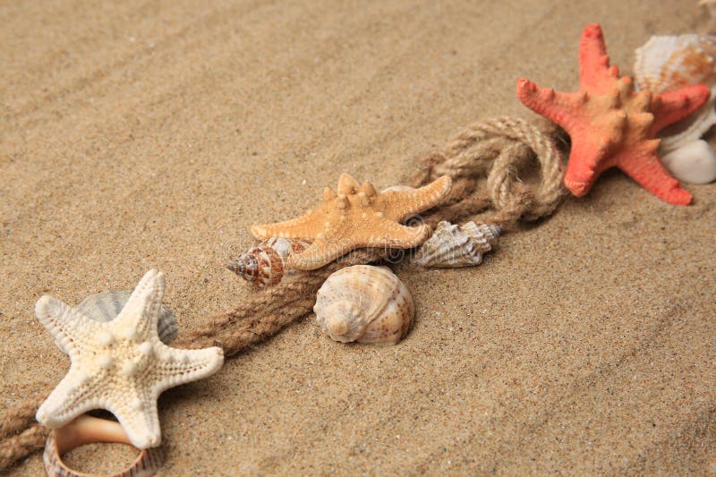Set with Sea Stars, Shells and Corals Isolated on White Stock Photo ...