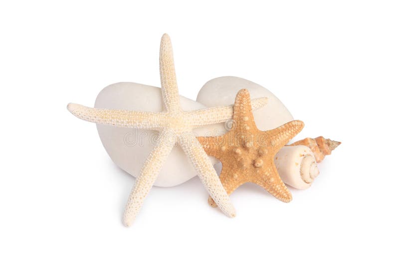 Set with Sea Stars, Shells and Corals Isolated on White Stock Photo ...
