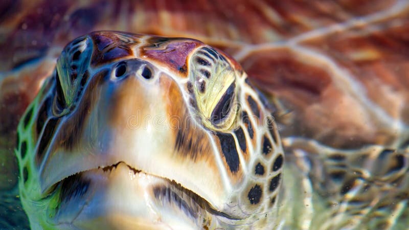 A Beautiful Sea Turtle, Close Up Stock Image - Image of aquatic, huge ...
