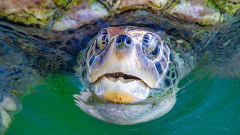 A Beautiful Sea Turtle, Close Up Stock Photo - Image of travel, dive ...