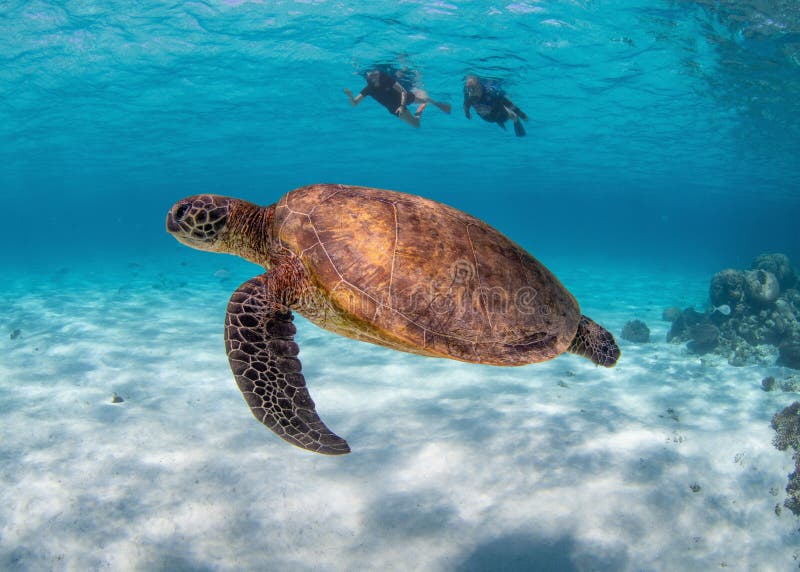 Beautiful Sea Turtle and Divers Under the Ocean Stock Photo - Image of ...