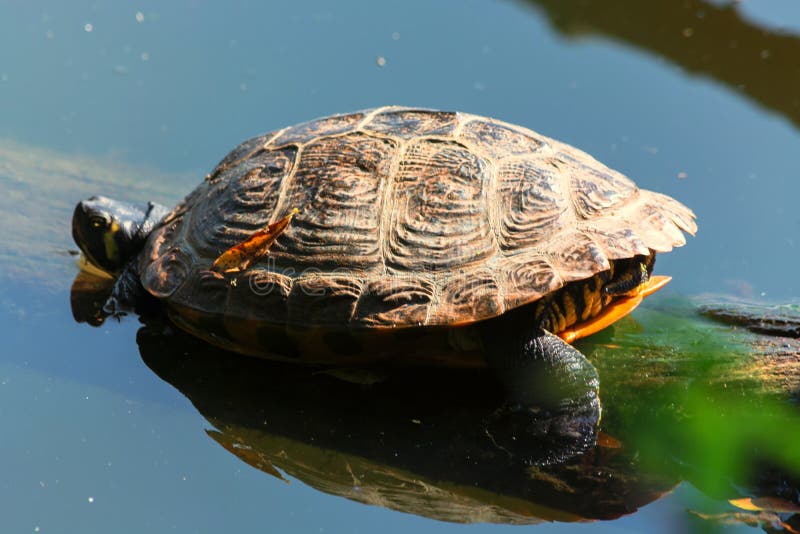 Beautiful sea turtle stock image. Image of aquatic, marine - 121574171