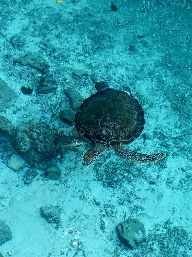 Beautiful Sea Turtle Swimming at the Sea Funny Stock Image - Image of ...