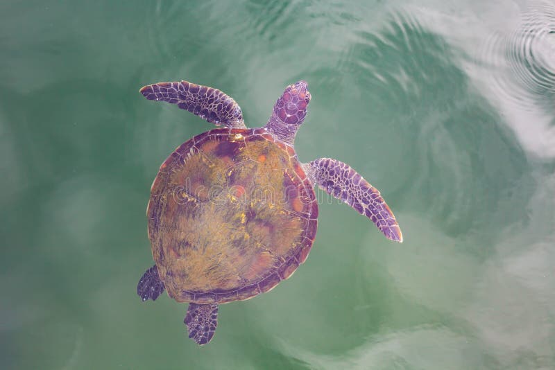 Sea turtle top view. stock photo. Image of diving, cruising - 139683096