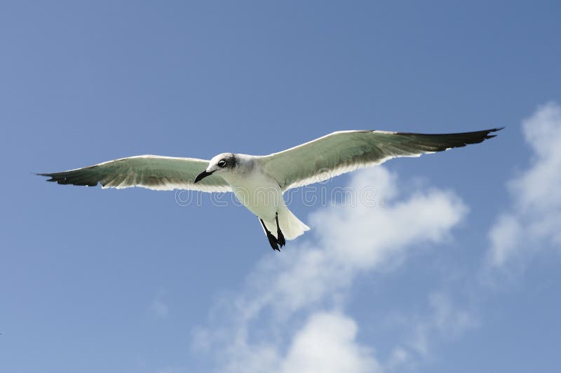 A beautiful seagull stock photo. Image of white, wild - 22695098
