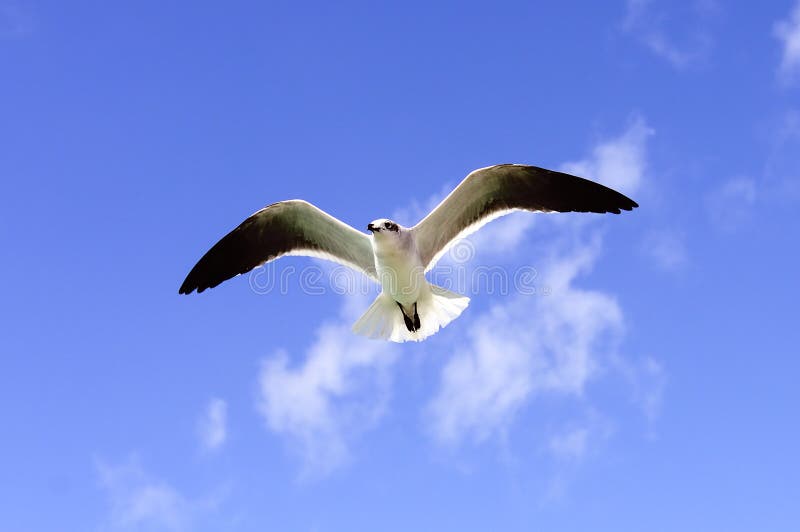 A beautiful seagull stock photo. Image of feather, plumage - 26535854