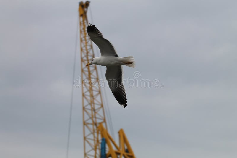 Beautiful seagull stock photo. Image of duck, waterfowl - 264825586