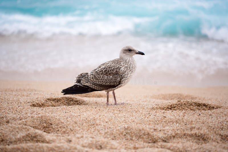 Beautiful Seagull on the Beach Stock Photo - Image of bird, beak: 52630984