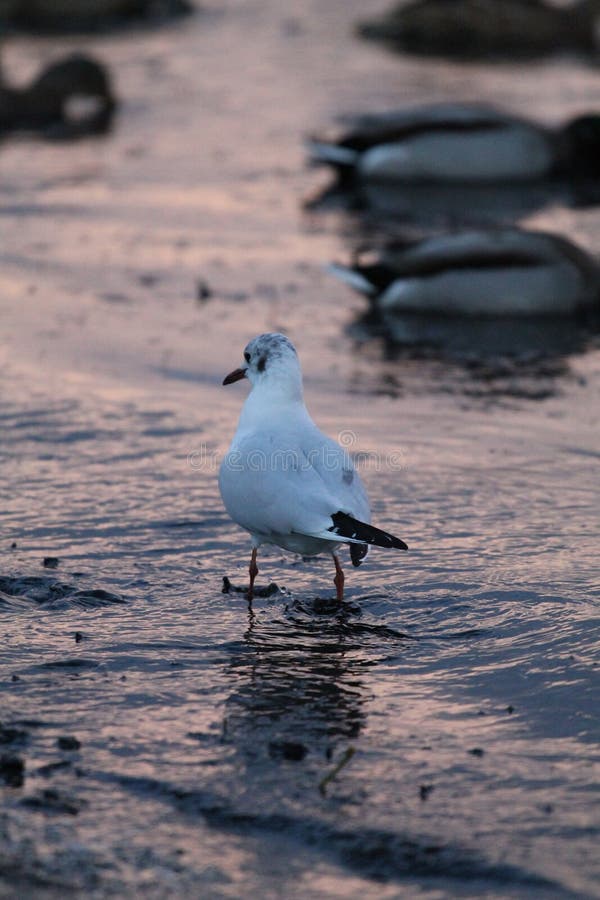 Beautiful seagull stock image. Image of coast, nature - 272013619