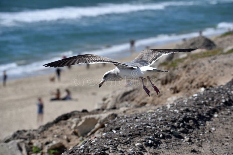 Beautiful seagull closeup stock image. Image of seascape - 149491317