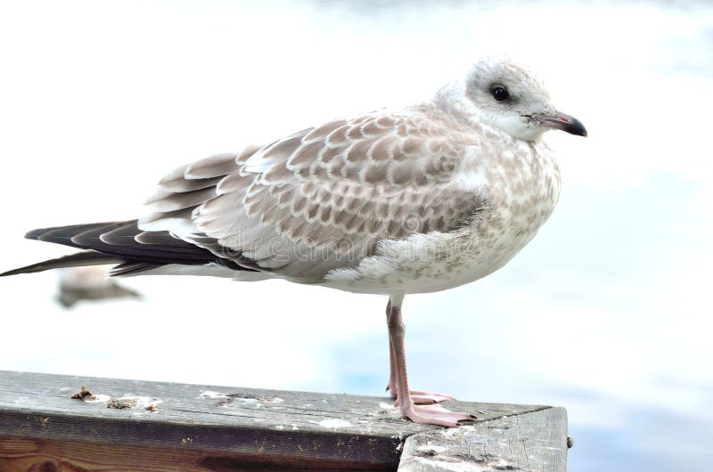 Beautiful Seagull Closeup Profile Stock Image - Image of face, outdoor ...