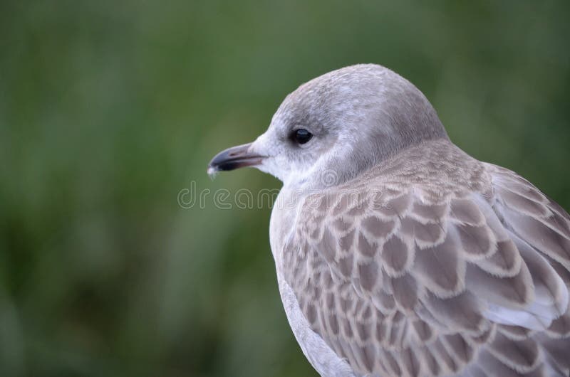 Beautiful seagull posing stock photo. Image of clear - 99309550
