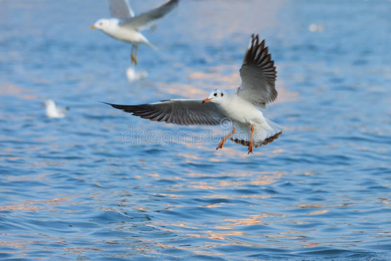 111 Beautiful Seagull Hovering Over Water Stock Photos - Free & Royalty ...