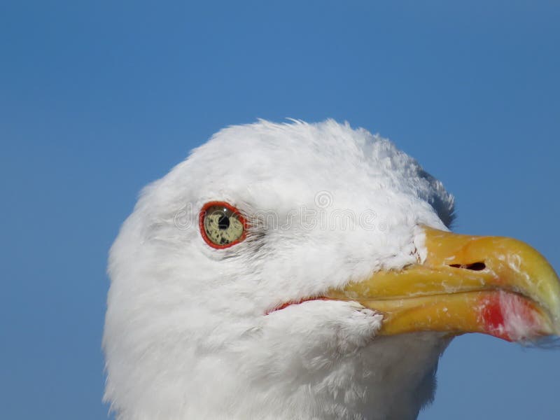 Beautiful Seagull with Piercing Terrifying Eyes Aggressive Look Stock ...