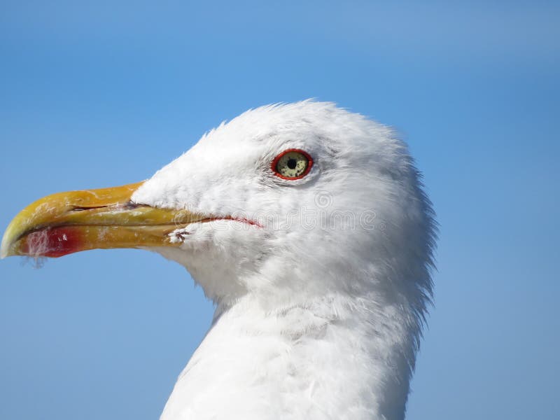 Beautiful Seagull with Piercing Terrifying Eyes Aggressive Look Stock ...