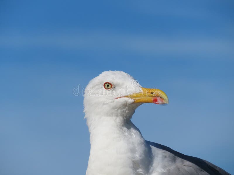 Beautiful Seagull with Piercing Terrifying Eyes Aggressive Look Stock ...