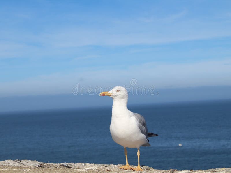 Beautiful Seagull with Piercing Terrifying Eyes Aggressive Look Stock ...