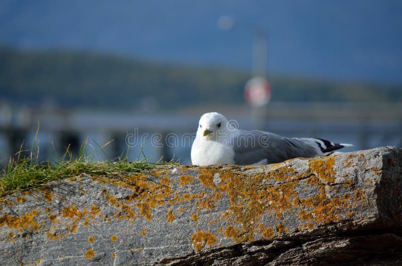 Beautiful Seagull Resting on Seashore Boulder in Warming Sunshine Stock ...