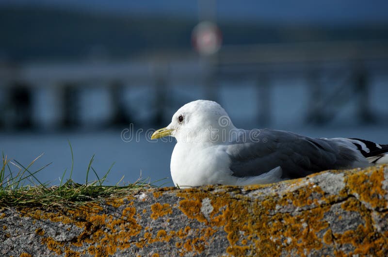 Beautiful Seagull Resting on Seashore Boulder in Warming Sunshine Stock ...