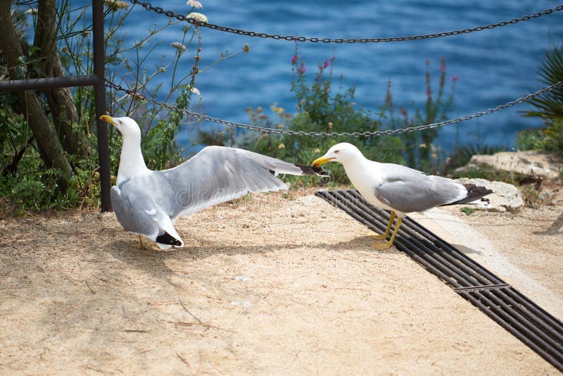 Beautiful Seagull on the Sand Stock Photo - Image of ocean, seagull ...