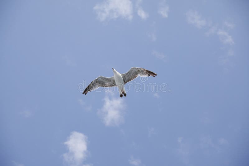 Beautiful Seagull Soaring in the Blue Sky Stock Photo - Image of gull ...