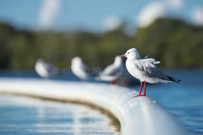 Beautiful Seagull stock photo. Image of nature, ocean - 150200626
