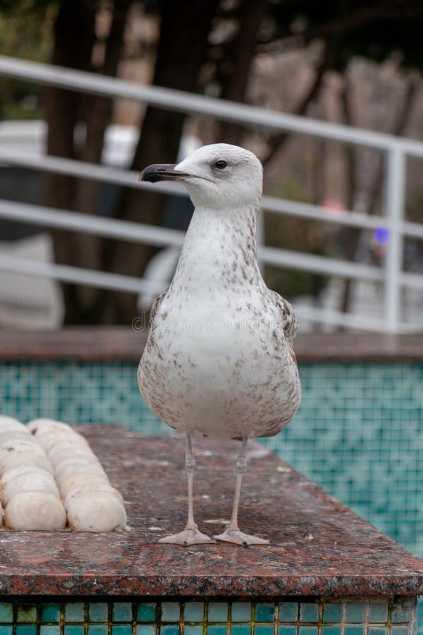 Beautiful seagull stock image. Image of seabird, advertisement - 189583037