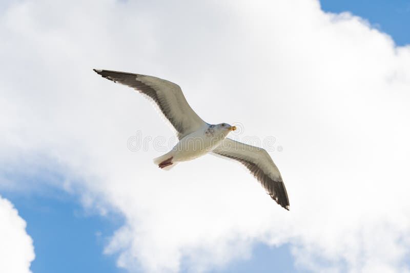 The Beautiful Seagulls are on the Beach Stock Image - Image of flock ...